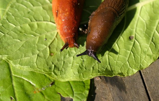 Snegle i haven - nyttedyr eller skadedyr?