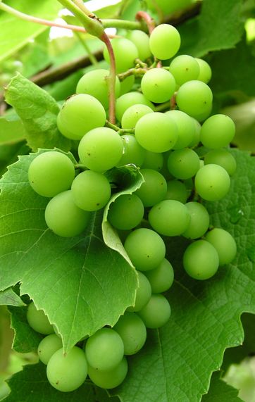 Sådan får du vindruer til at lykkes i en dansk have