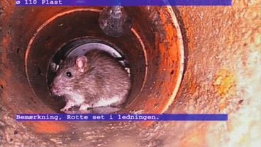 Bliv fri for rotter - Læs om effektiv rottesikring og bekæmpelse af rotter