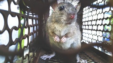 Bliv fri for rotter - Læs om effektiv rottesikring og bekæmpelse af rotter