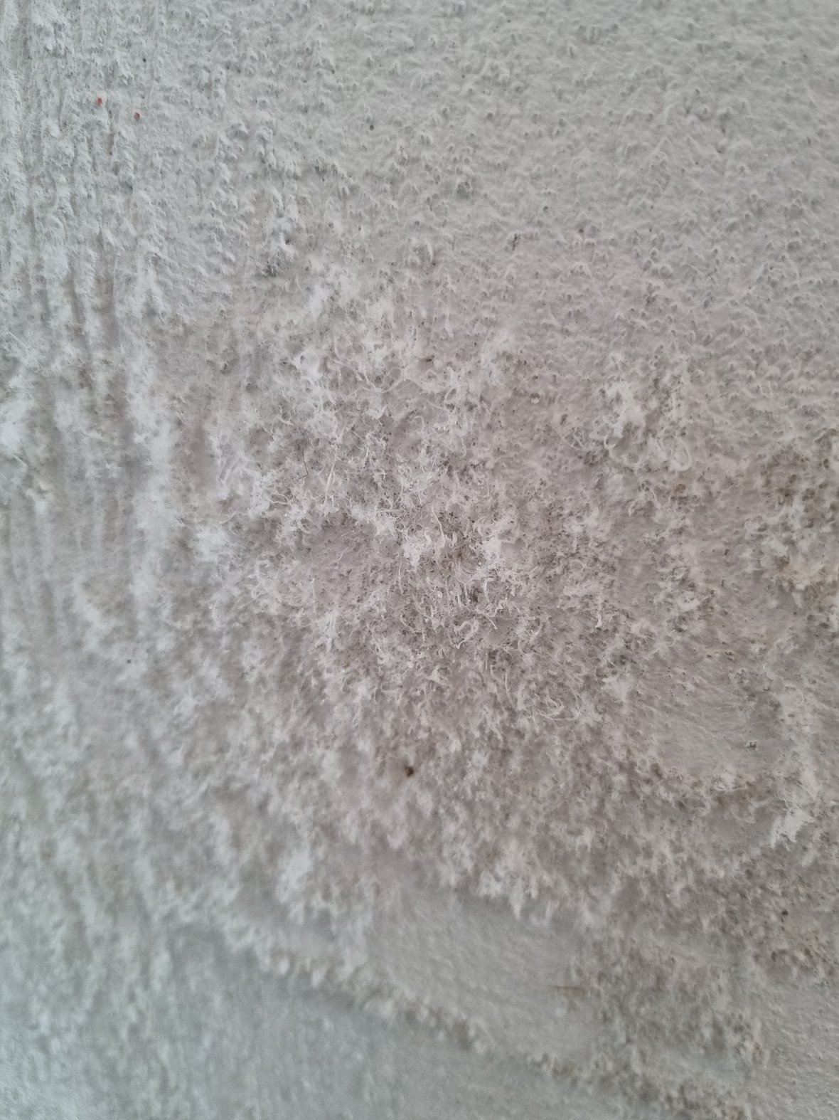 Hvidt pudderdrys på vægge - hvad er det?