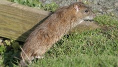 Bliv fri for rotter - Læs om effektiv rottesikring og bekæmpelse af rotter