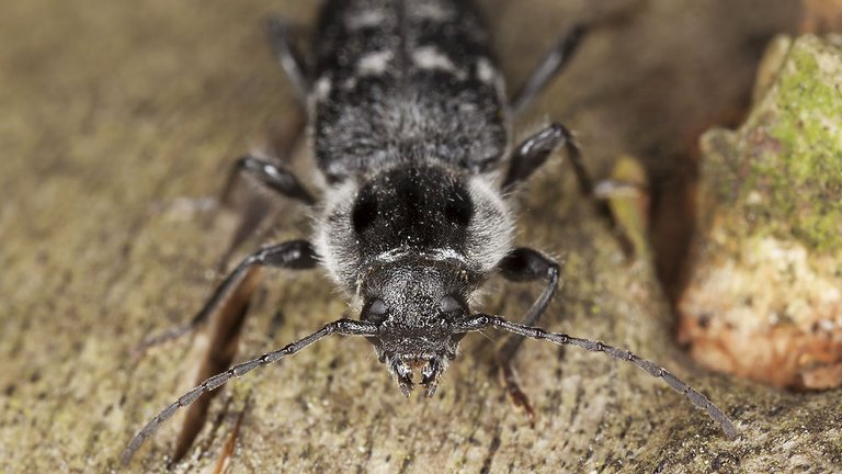 Kryb og skadedyr er overalt