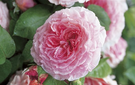 Giv din have farve og duft med engelske roser - få inspiration her